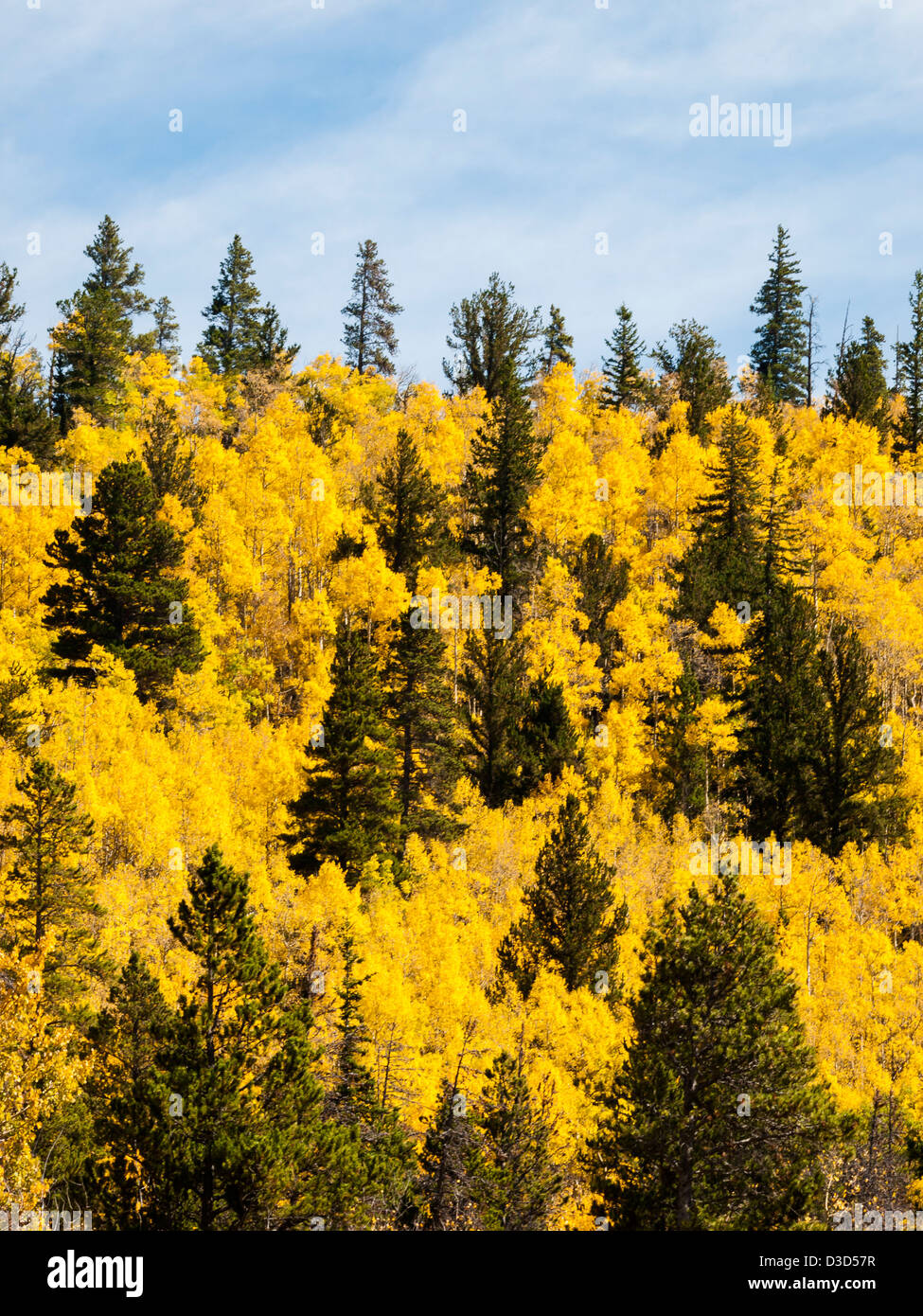 Mountains covered with bright yellow color in Autumn Stock Photo - Alamy