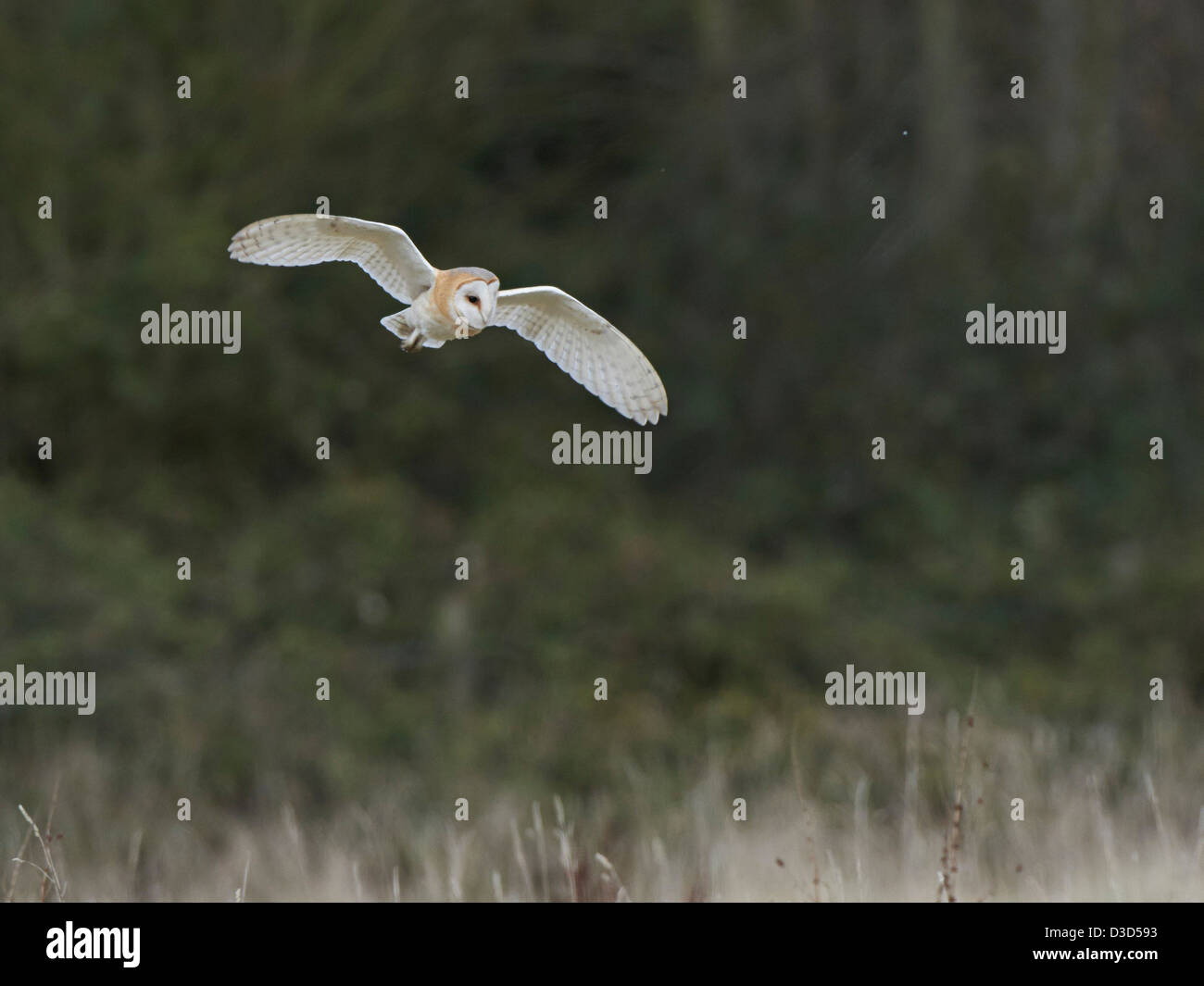 Barn Owl in flight Stock Photo - Alamy
