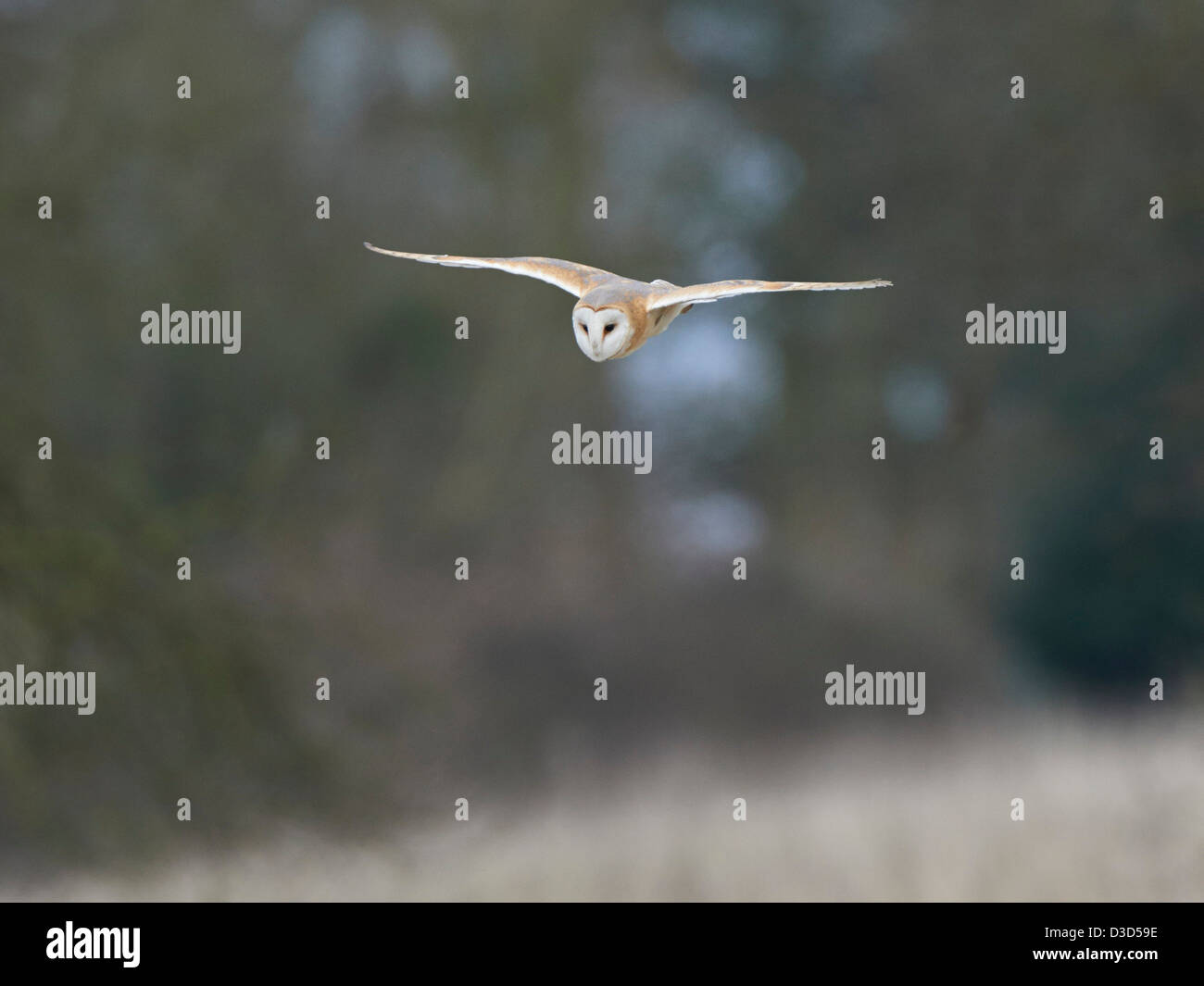 Barn Owl in flight Stock Photo - Alamy