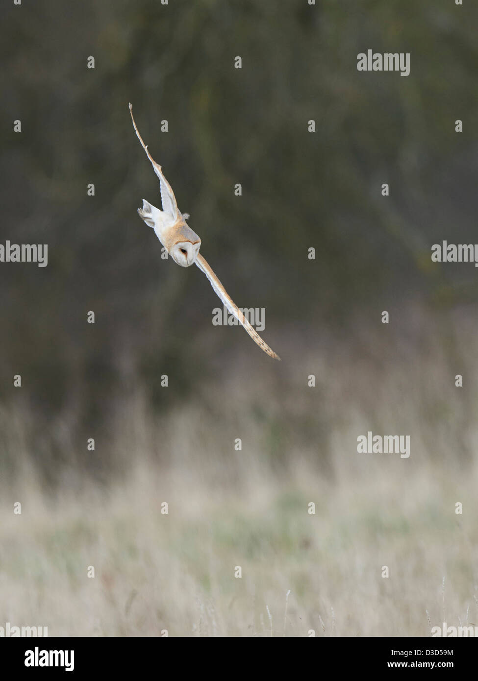 Barn Owl in flight Stock Photo - Alamy