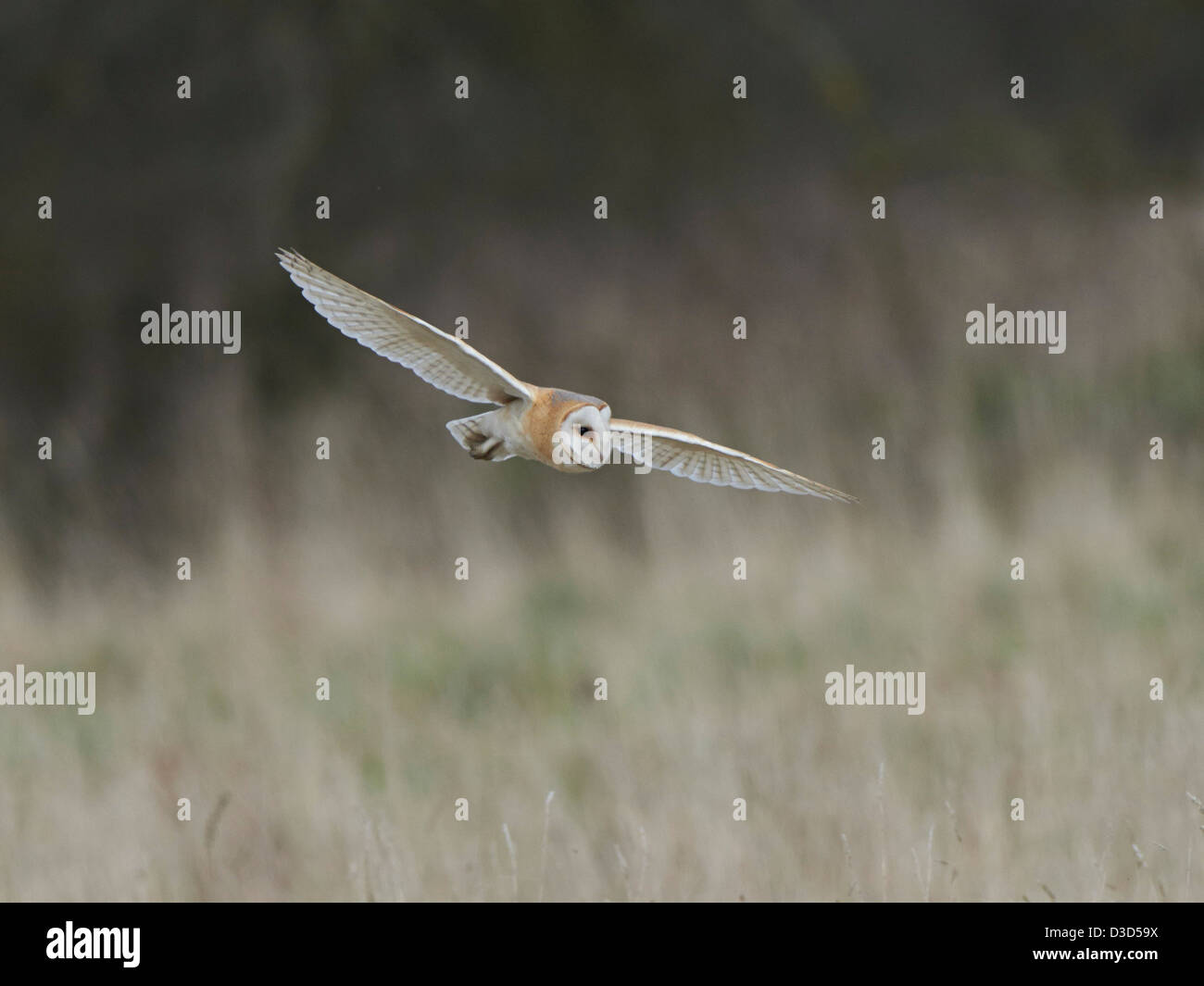 Barn Owl in flight Stock Photo - Alamy
