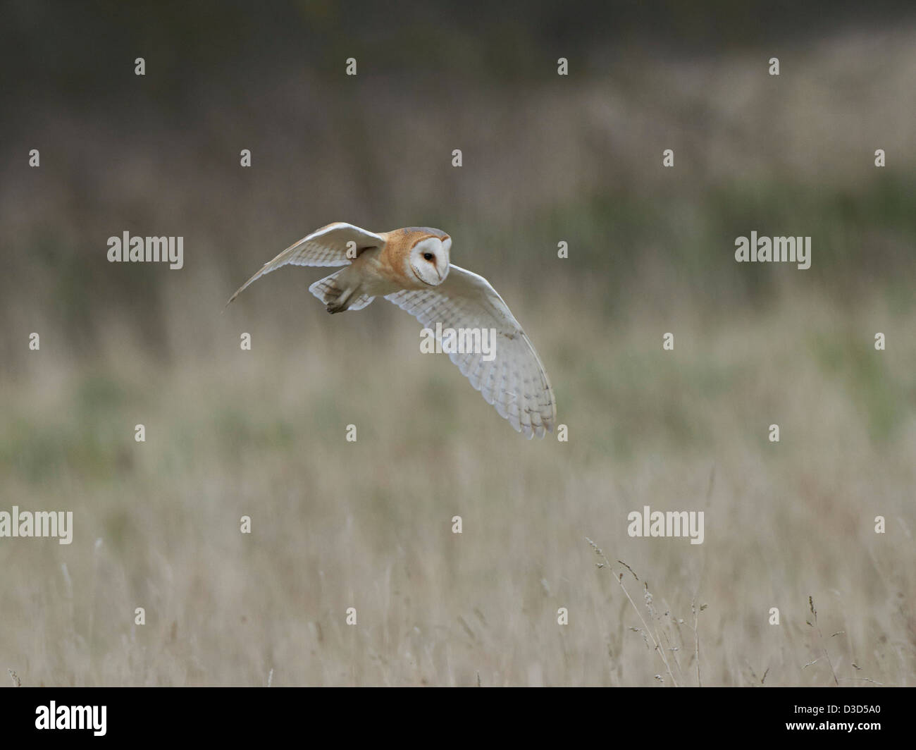Barn Owl in flight Stock Photo - Alamy