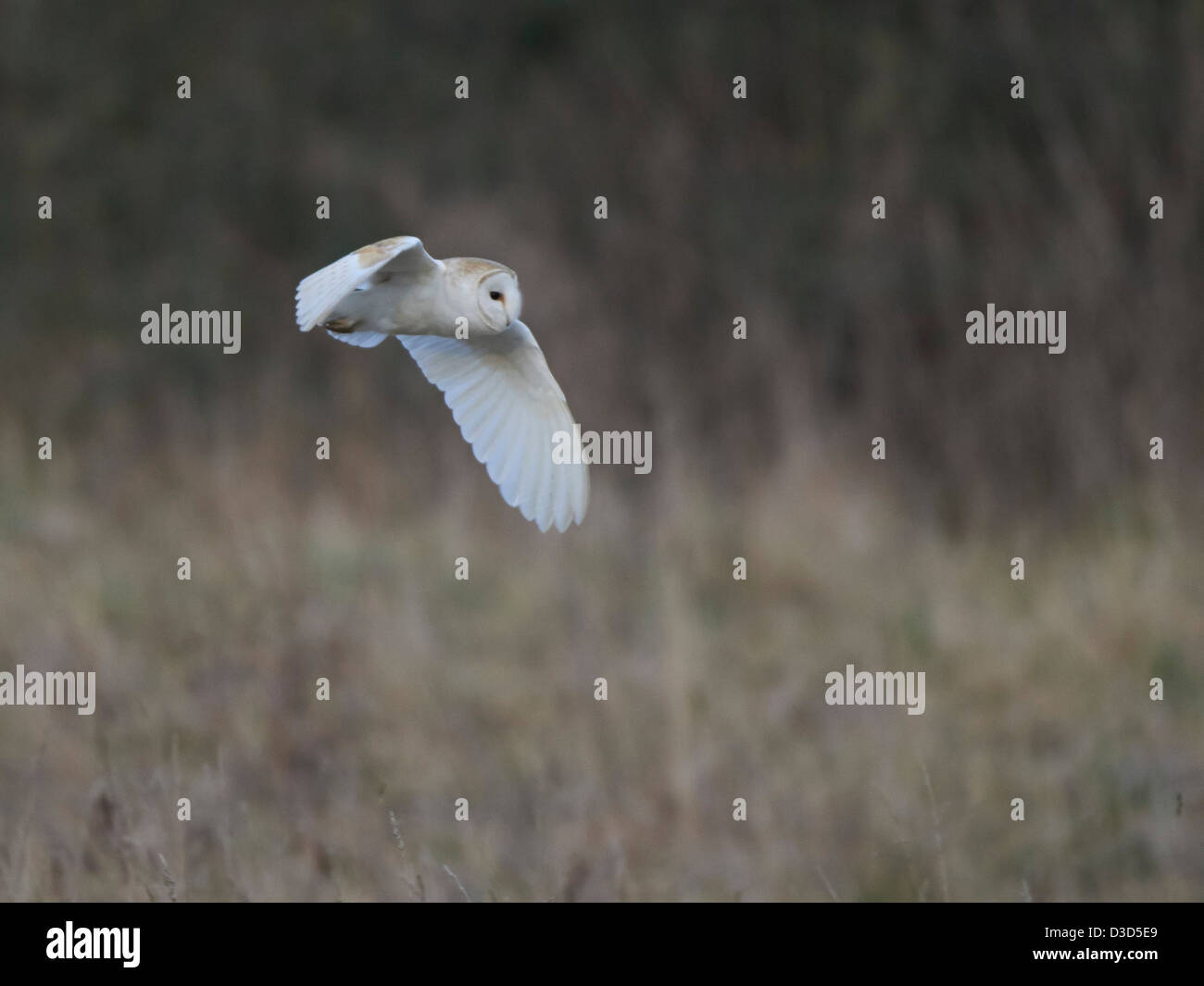 Barn owl in hi-res stock photography and images - Alamy