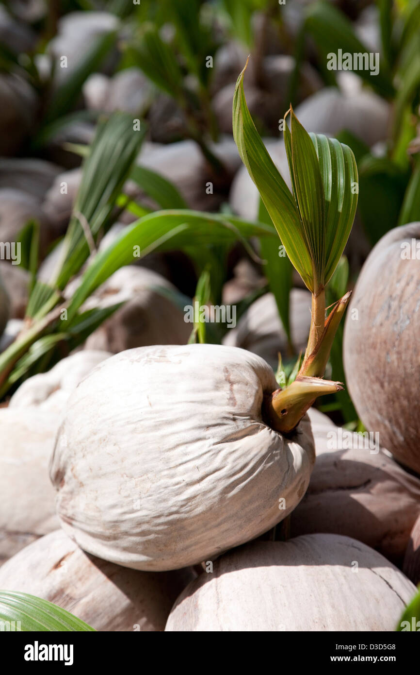Germinating coconut hi-res stock photography and images - Alamy