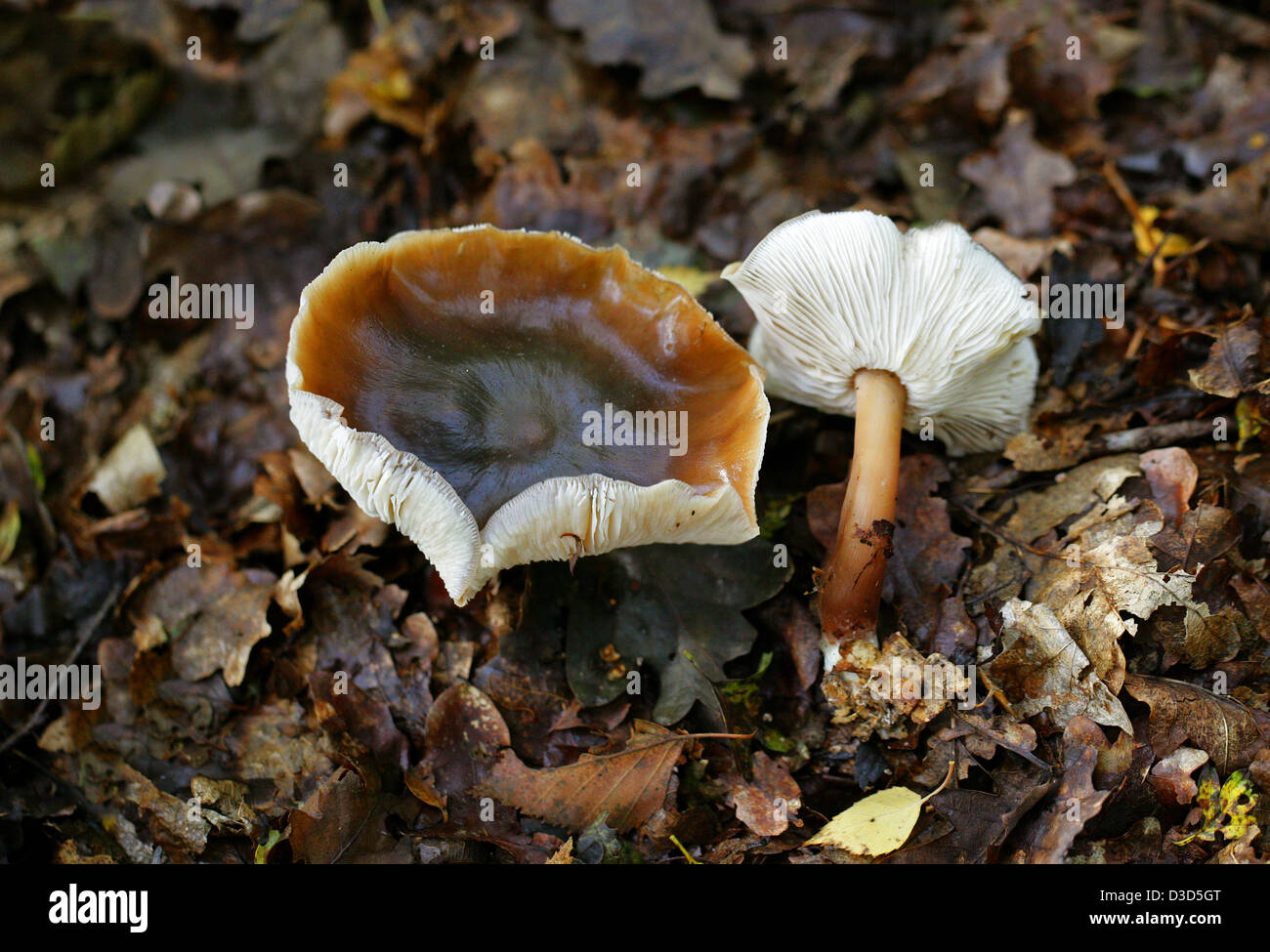 Rhodocollybia asema hi-res stock photography and images - Alamy