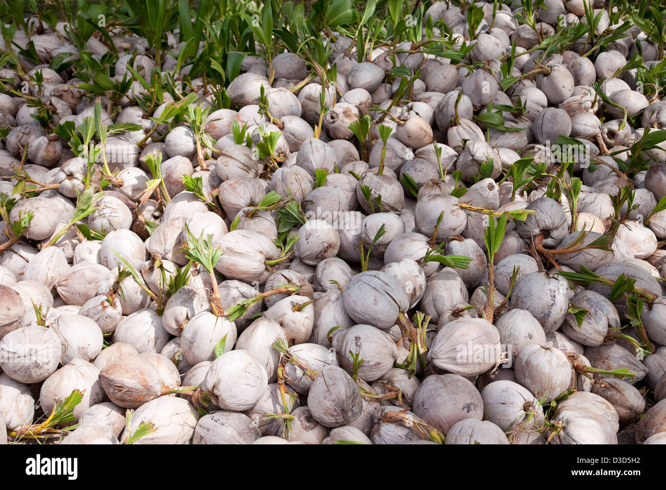 Young coconut shoots hi-res stock photography and images - Alamy