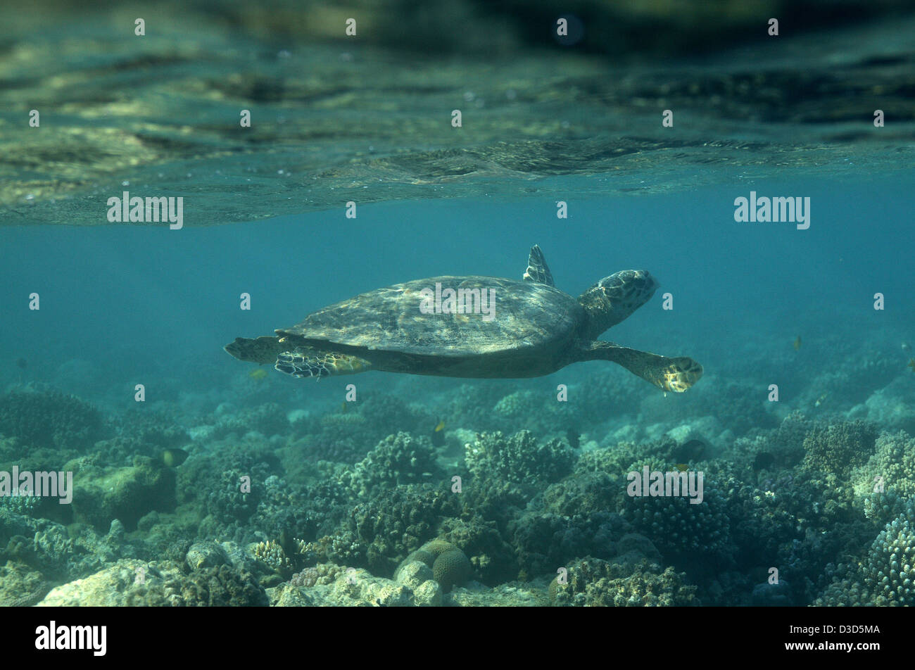 Red Sea, Egypt, a sea turtle underwater Gruene Stock Photo - Alamy