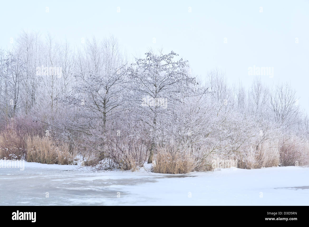 Ice fog on tree hi-res stock photography and images - Alamy