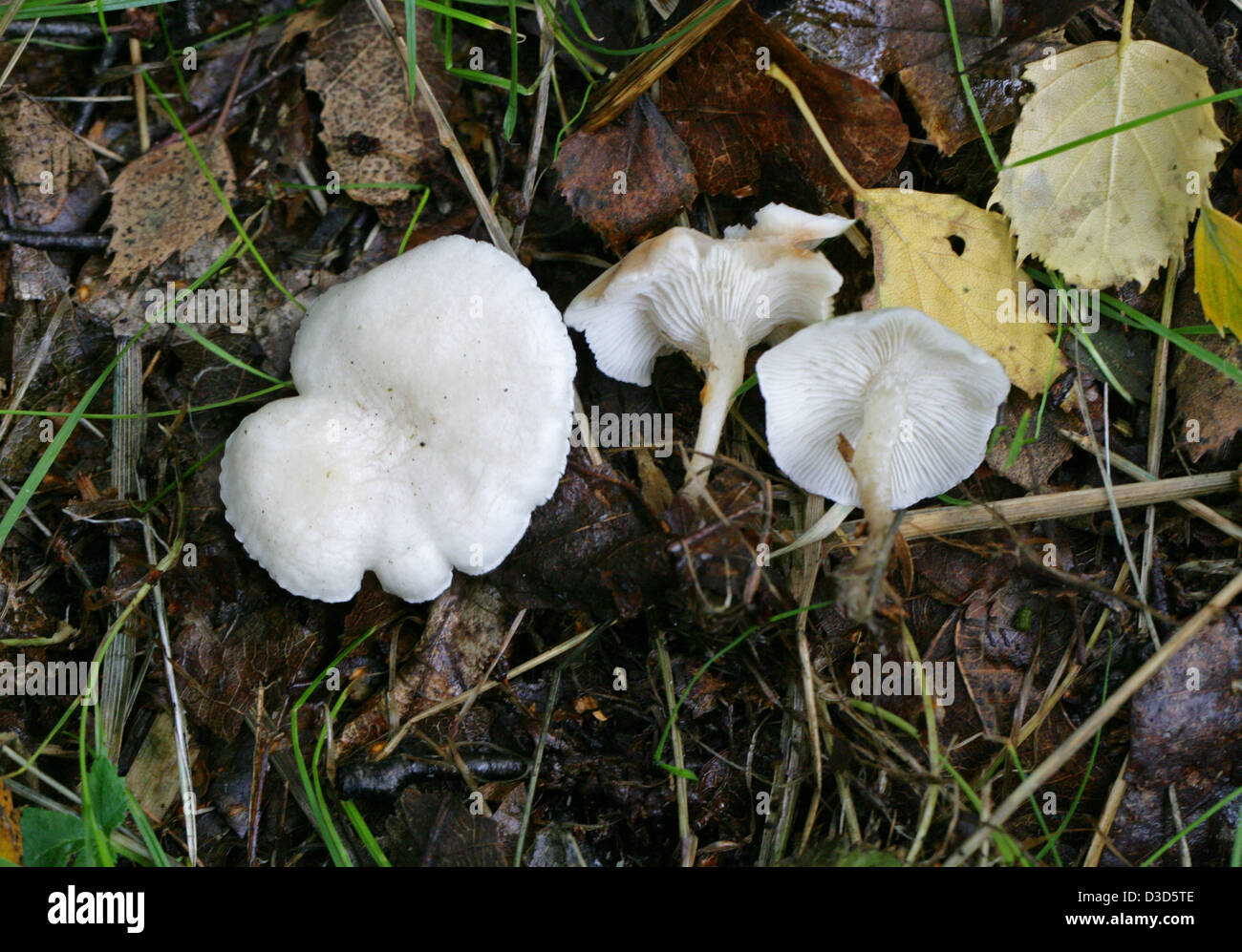 Ivory Funnel, Clitocybe dealbata, Tricholomataceae. Also known as the ...