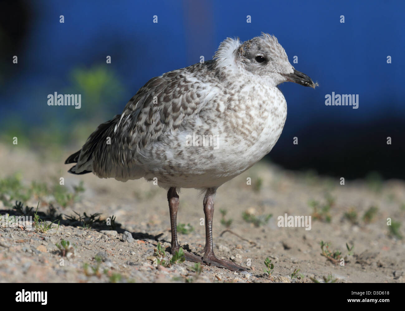 Ring billed gull juvenile basking in the early spring sun Stock Photo ...