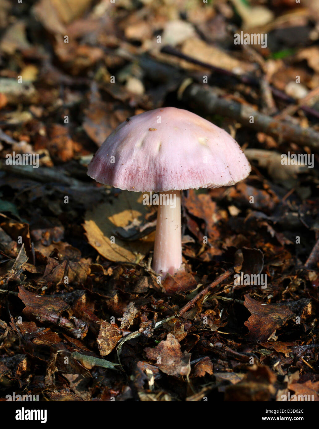 Lilac Bonnet Fungi, Mycena pura, Mycenaceae. A Common Woodland Fungus ...