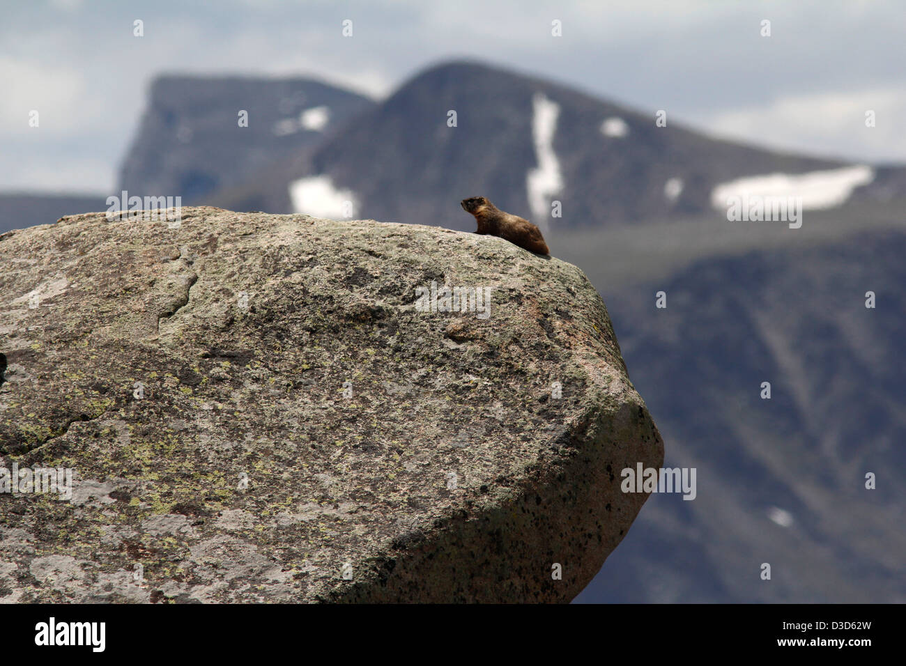 yellow bellied marmot Rocky Mountain National Park Colorado Stock Photo ...