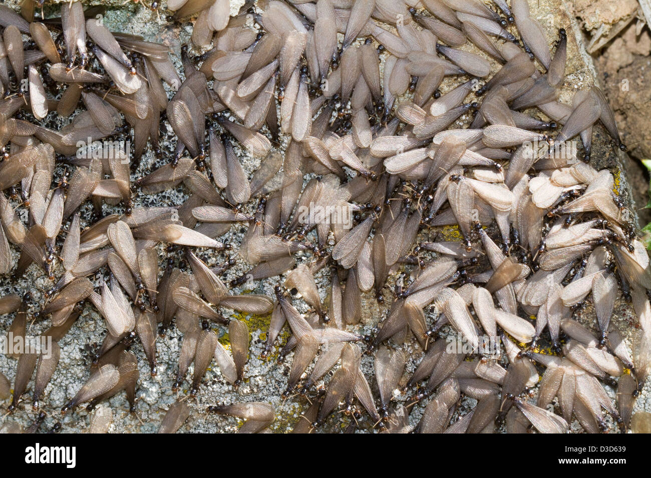 Close up view detail of a swarm of winged termites in nature Stock ...