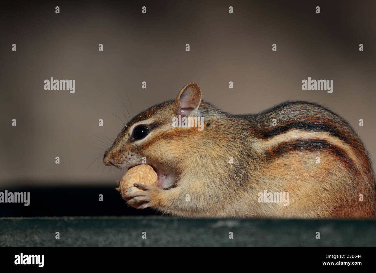 Chipmunk eating nuts hi-res stock photography and images - Alamy