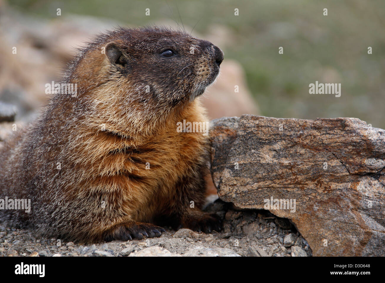 yellow bellied marmot Rocky Mountain National Park Colorado Stock Photo ...
