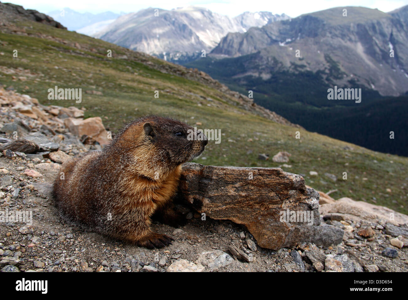Teeth yellow bellied marmot hi-res stock photography and images - Alamy