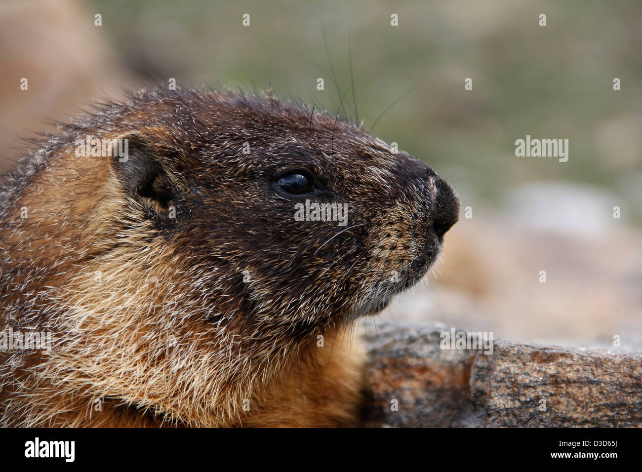 Teeth yellow bellied marmot hi-res stock photography and images - Alamy