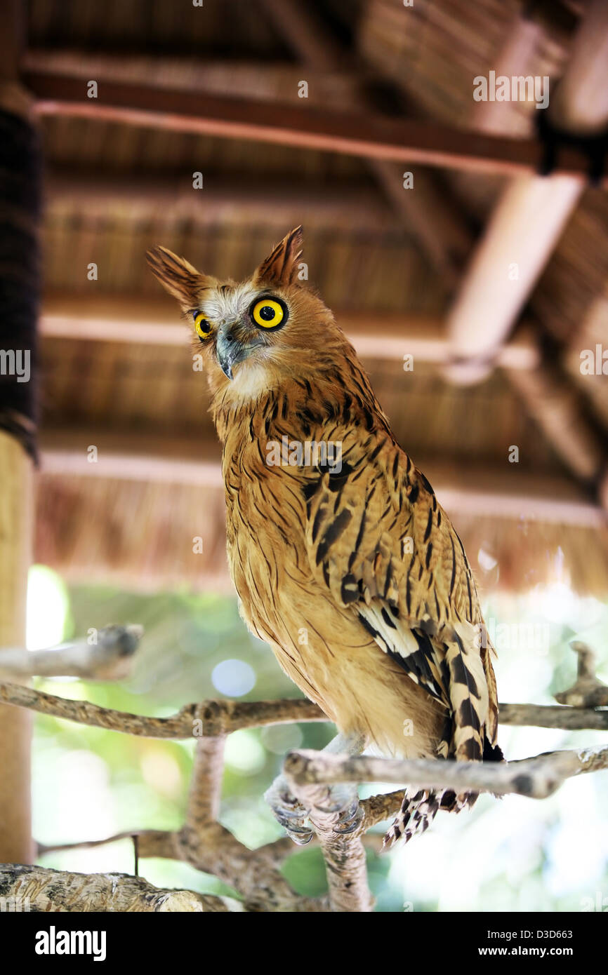 Portrait of an owl. Bali a zoo Stock Photo - Alamy