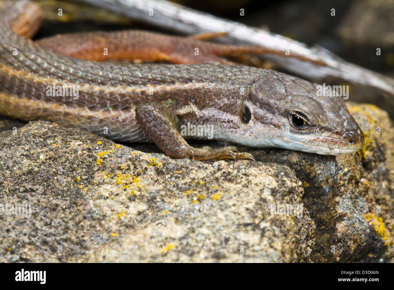 Portuguese lizard hi-res stock photography and images - Alamy