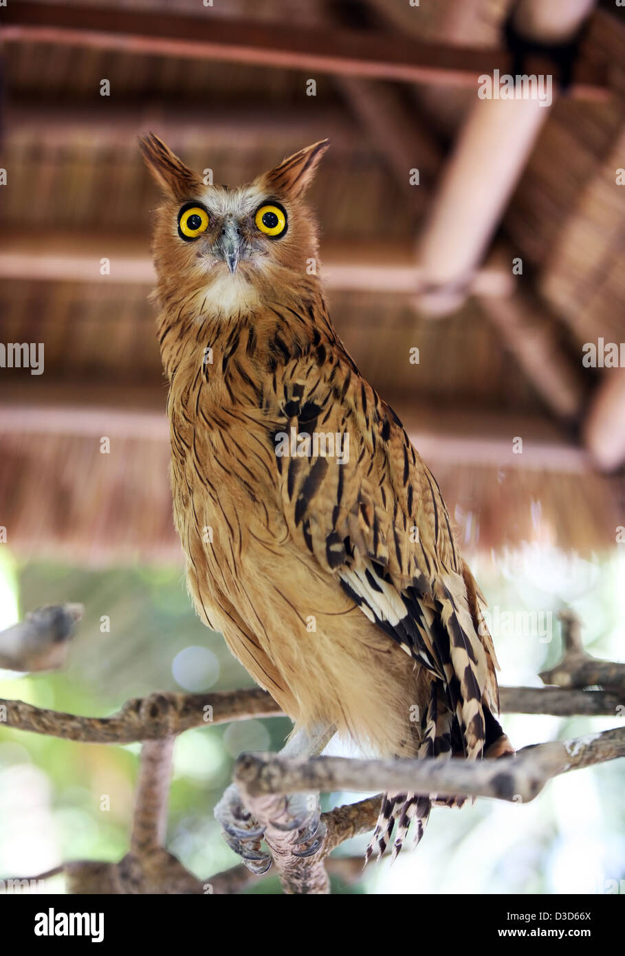 Portrait of an owl. Bali a zoo Stock Photo - Alamy