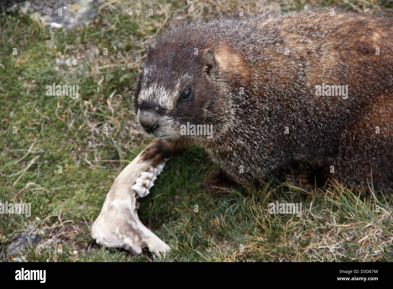 yellow bellied marmot Rocky Mountain National Park Colorado Stock Photo ...