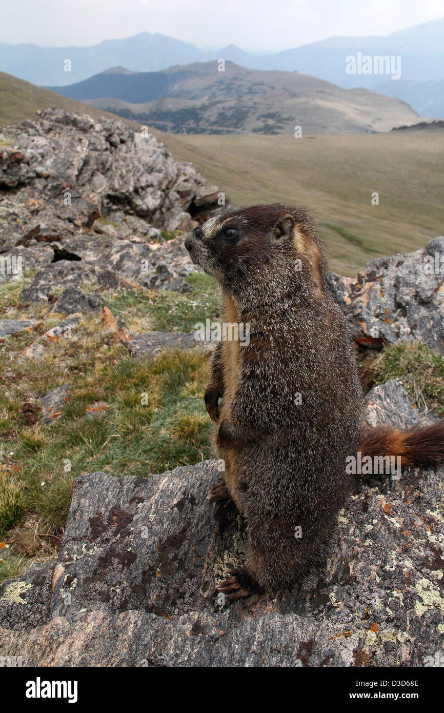 yellow bellied marmot Rocky Mountain National Park Colorado Stock Photo ...