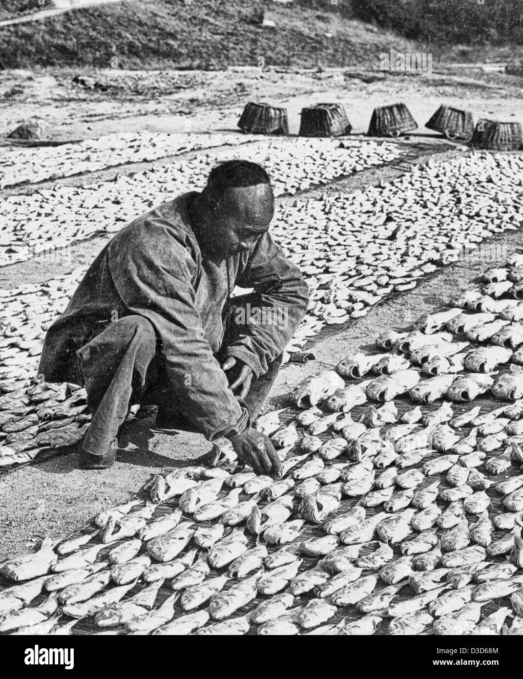 A Chinese man drying fish on the shore at Shaukiwan, China, circa 1902 ...