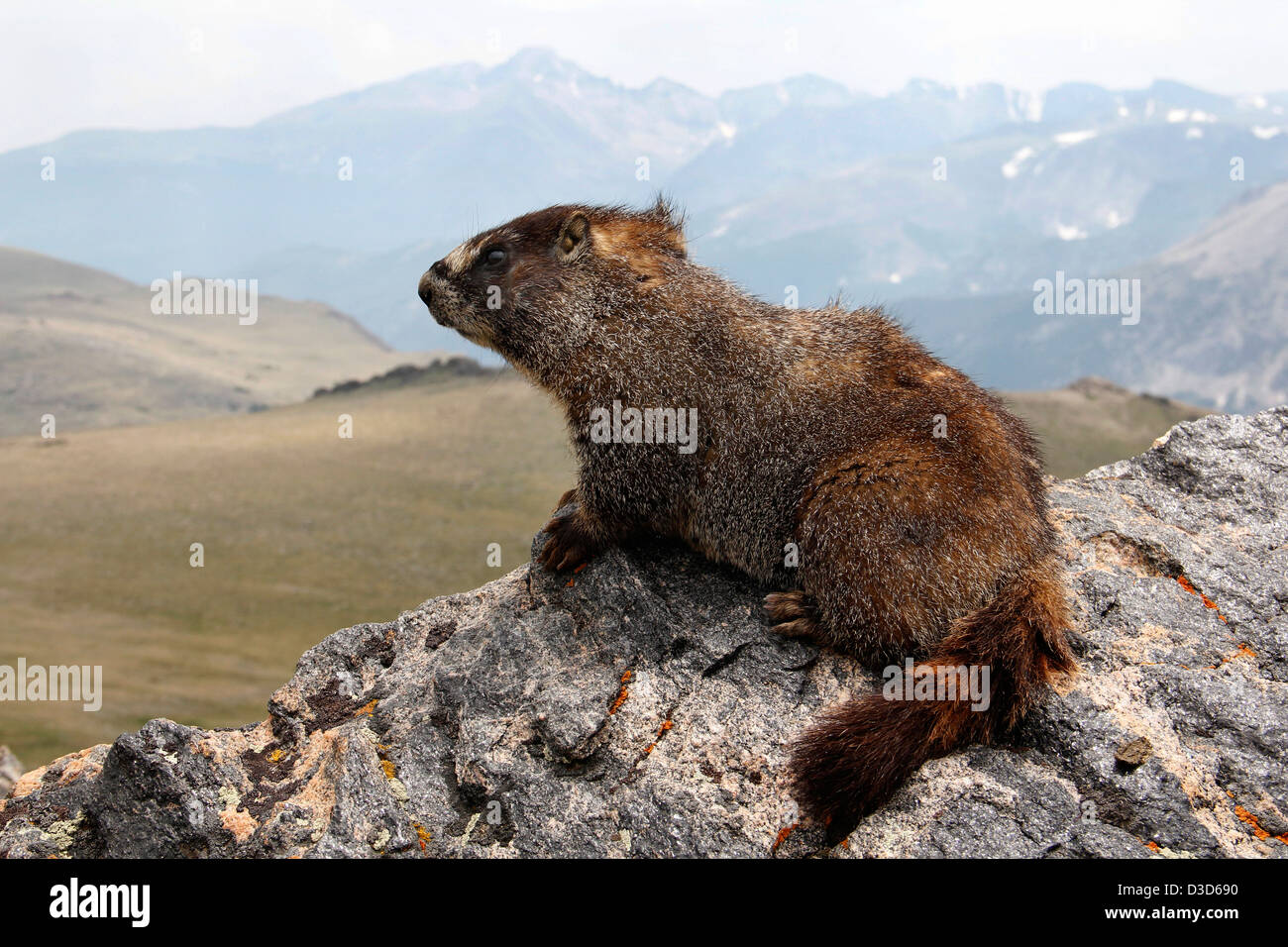 yellow bellied marmot Rocky Mountain National Park Colorado Stock Photo ...