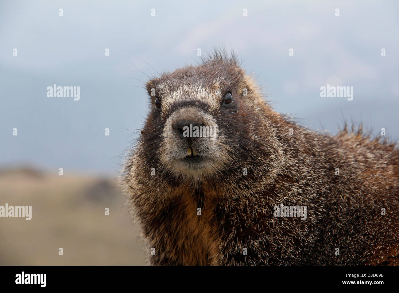 yellow bellied marmot Rocky Mountain National Park Colorado Stock Photo ...