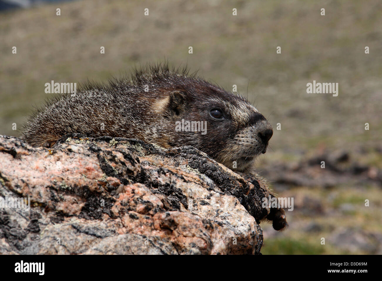 yellow bellied marmot Rocky Mountain National Park Colorado Stock Photo ...