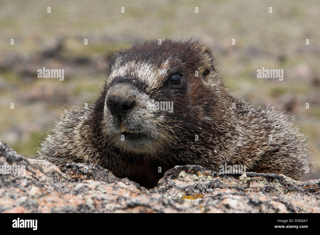 Teeth yellow bellied marmot hi-res stock photography and images - Alamy