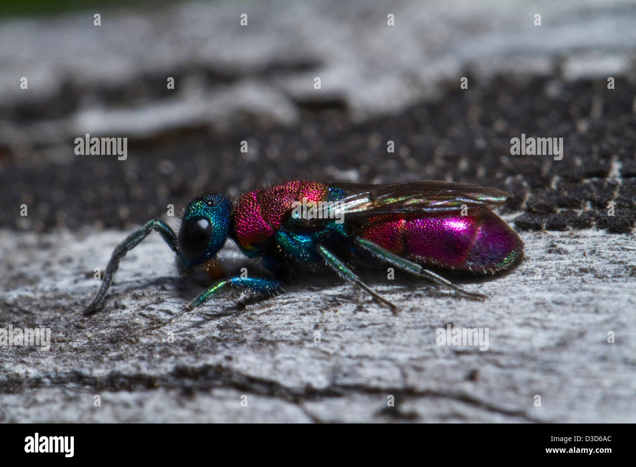 Close view detail of the beautiful Cuckoo Wasp (Chrysis lusitanica ...
