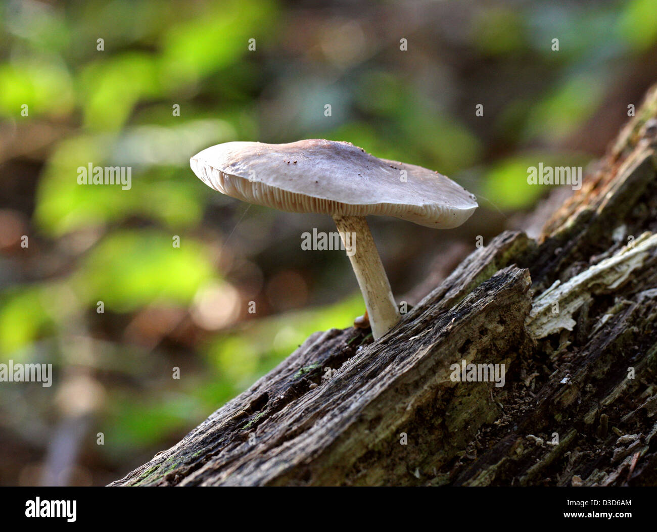 Fungus on willow tree hi-res stock photography and images - Alamy