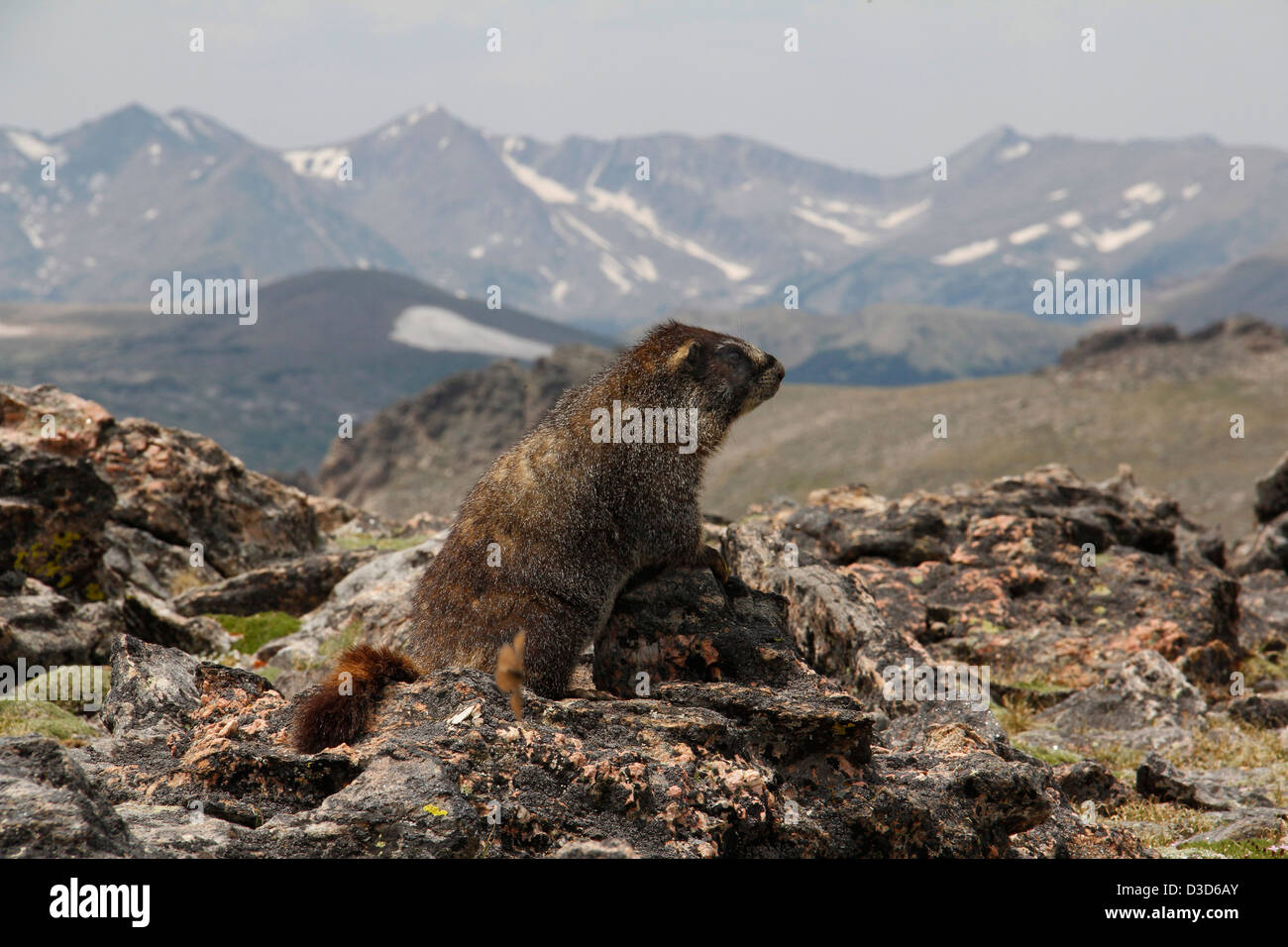 yellow bellied marmot Rocky Mountain National Park Colorado Stock Photo ...