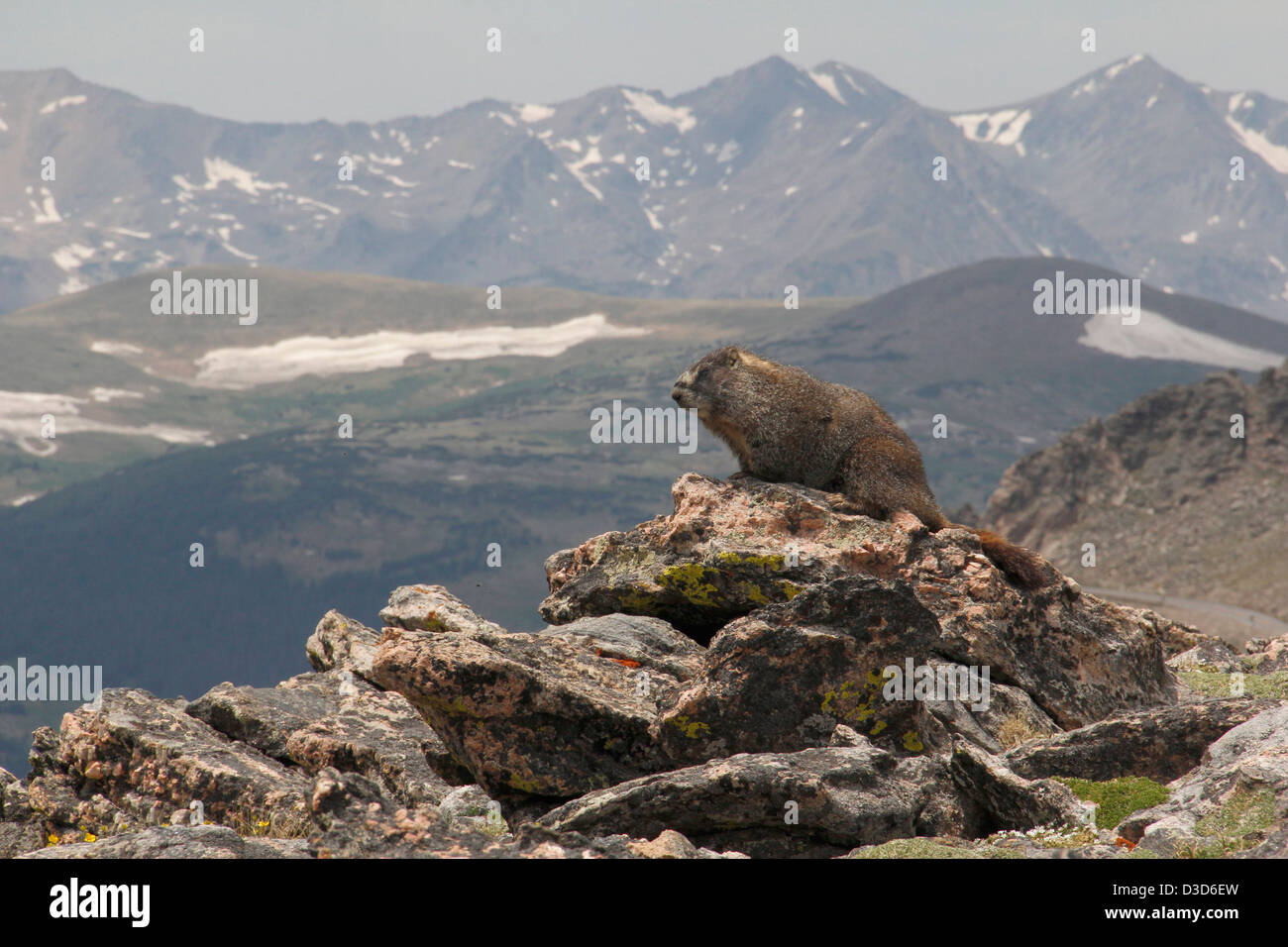 yellow bellied marmot Rocky Mountain National Park Colorado Stock Photo ...