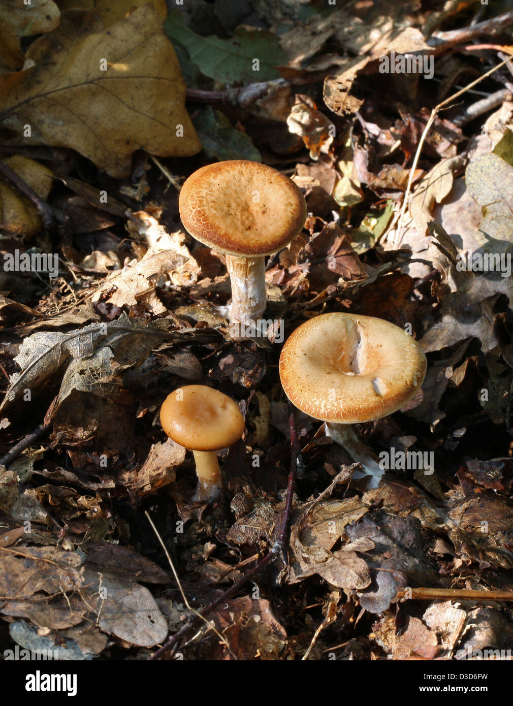Yellowdrop milkcap hi-res stock photography and images - Alamy