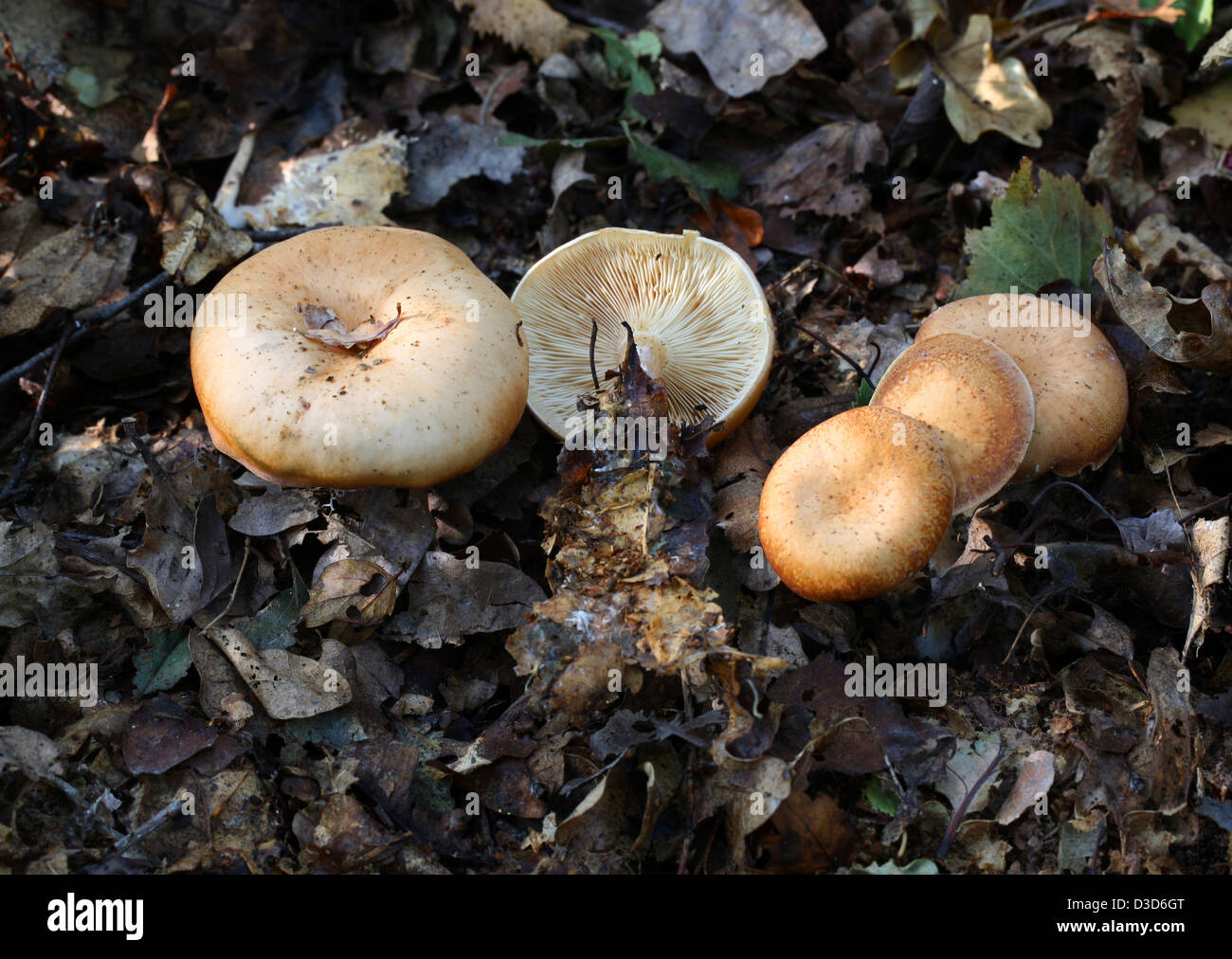 Yellowdrop milkcap hi-res stock photography and images - Alamy