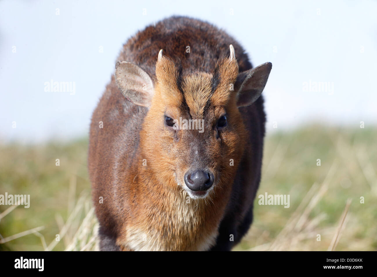Muntjac, Muntiacus reevesi, single mammal head shot, Warwickshire ...