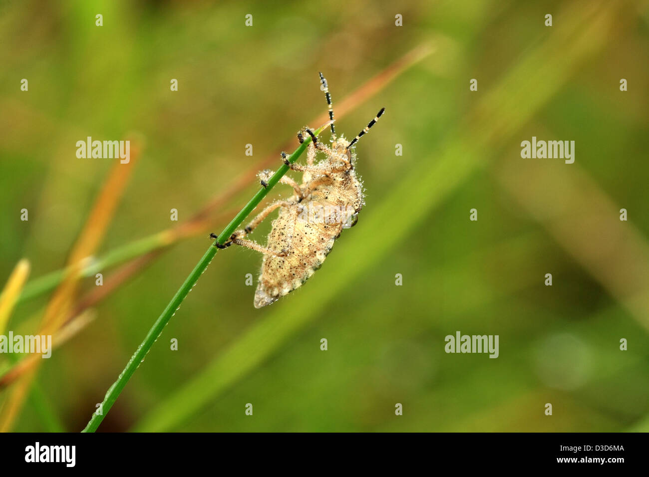 Meadow plant bug hi-res stock photography and images - Alamy
