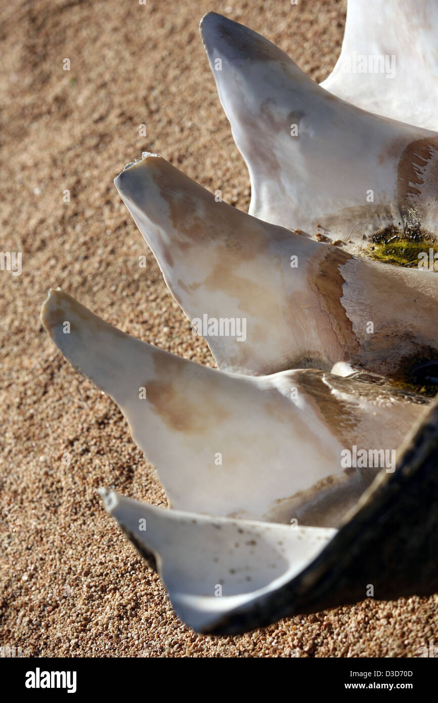 Cockleshell beach hi-res stock photography and images - Alamy