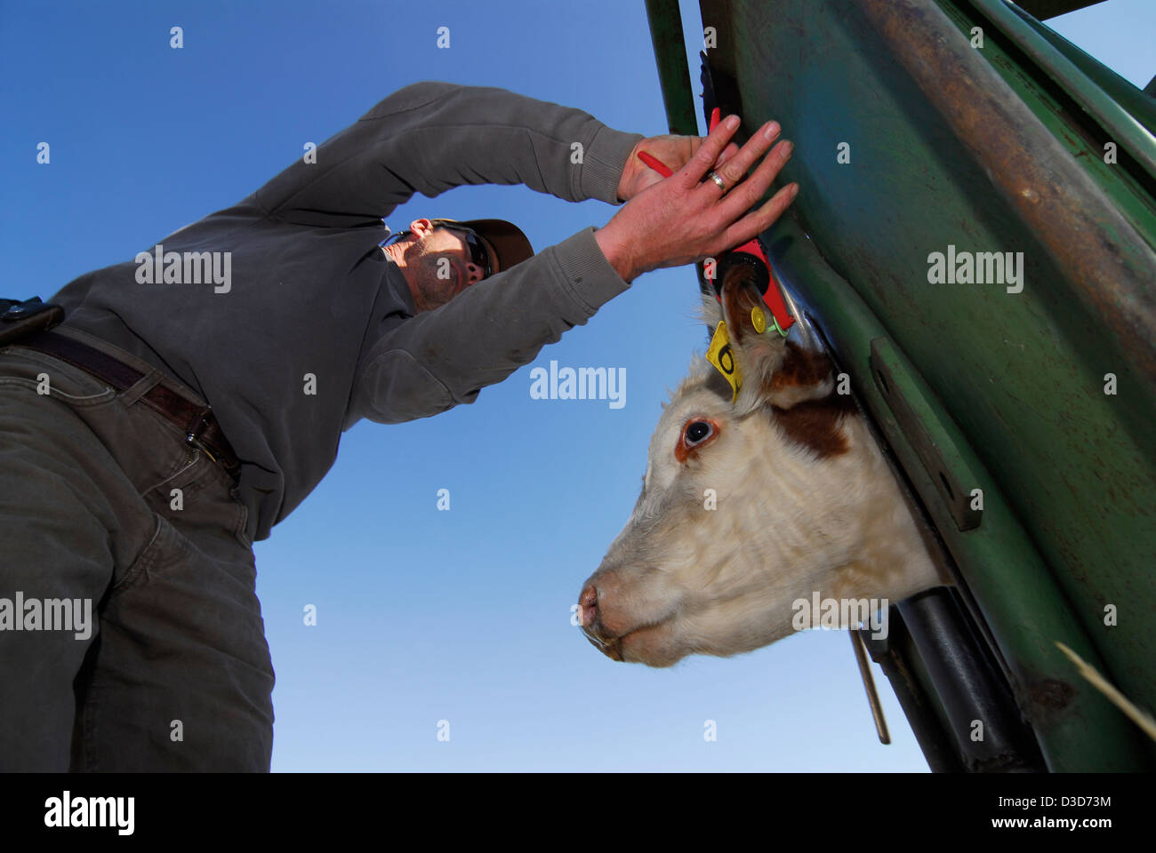 Rancher putting a tag into the ear of cow on a ranch in Eastern Oregon ...