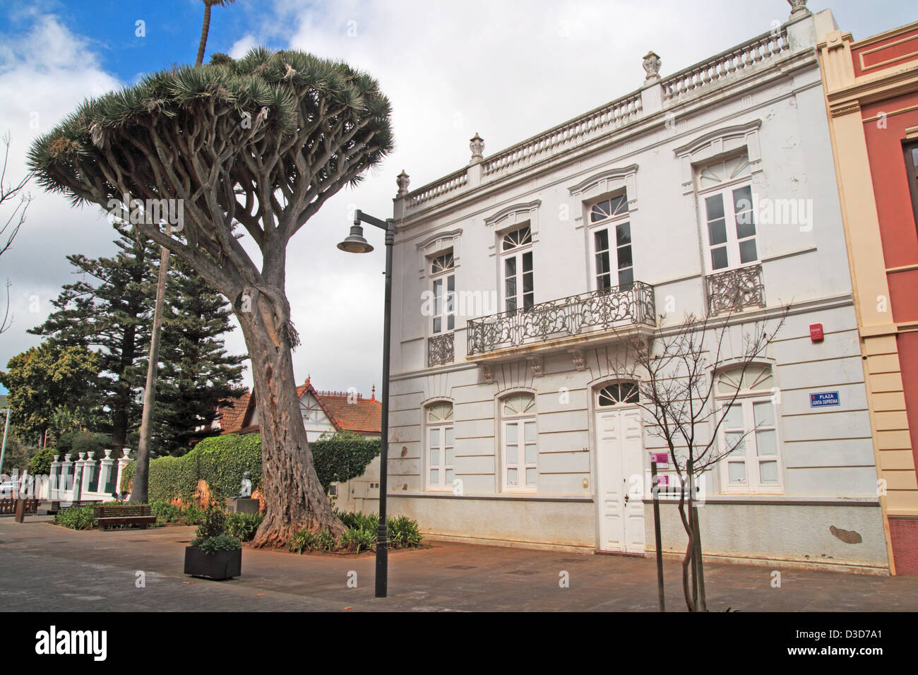 Drago tree laguna hi-res stock photography and images - Alamy