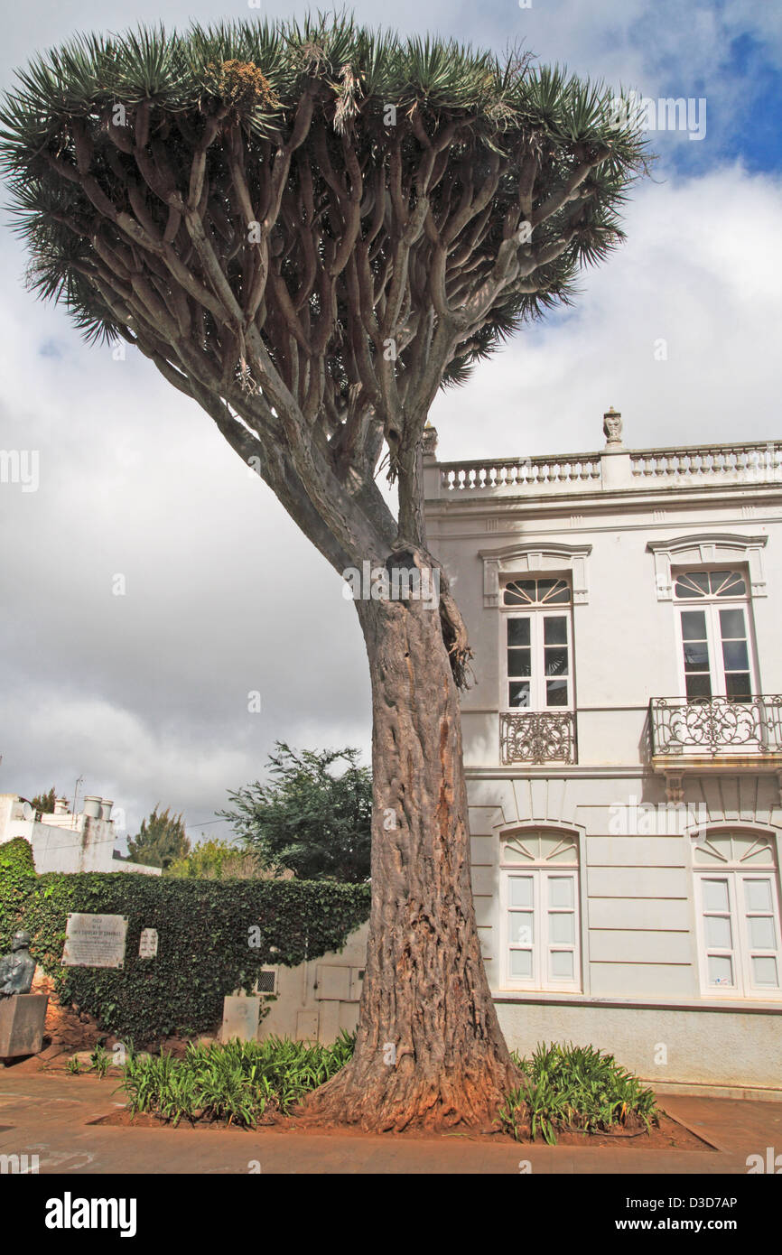 Drago laguna hi-res stock photography and images - Alamy