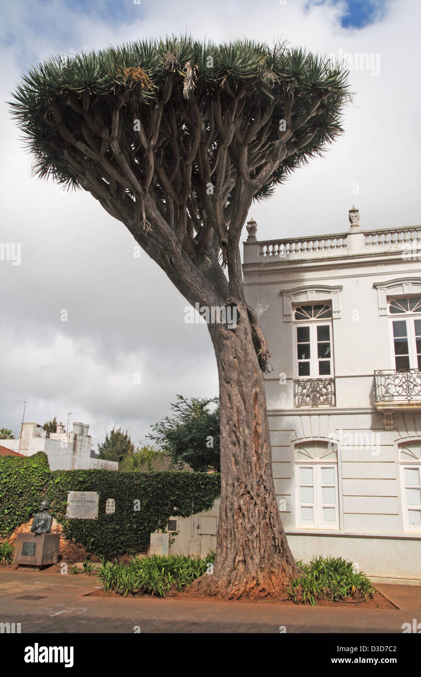 Drago laguna hi-res stock photography and images - Alamy