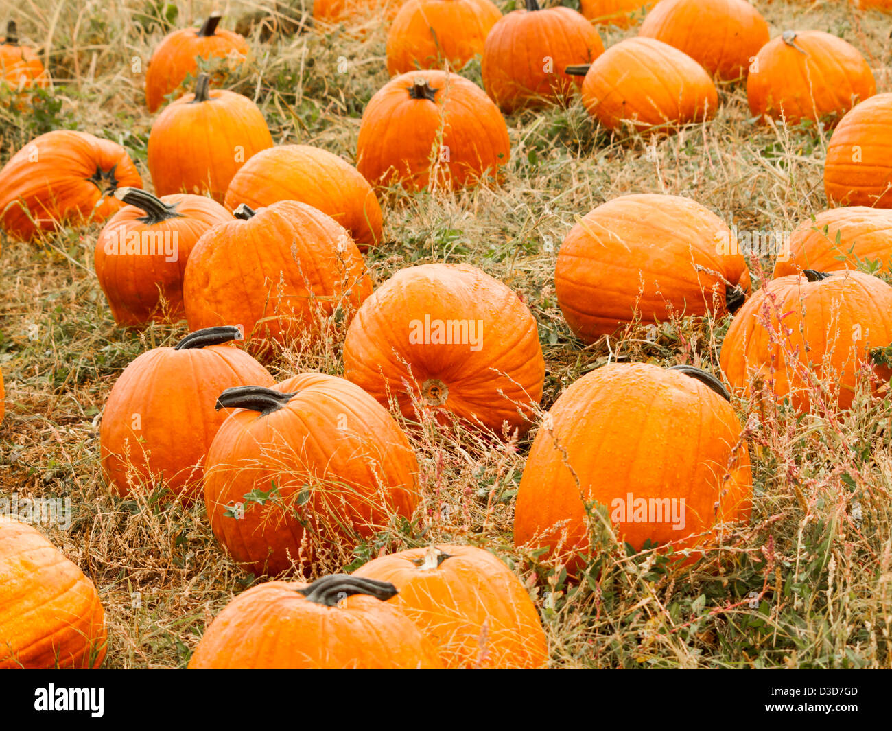 Big and little pumpkins at the pumpkin patch in aearly Autumn Stock ...