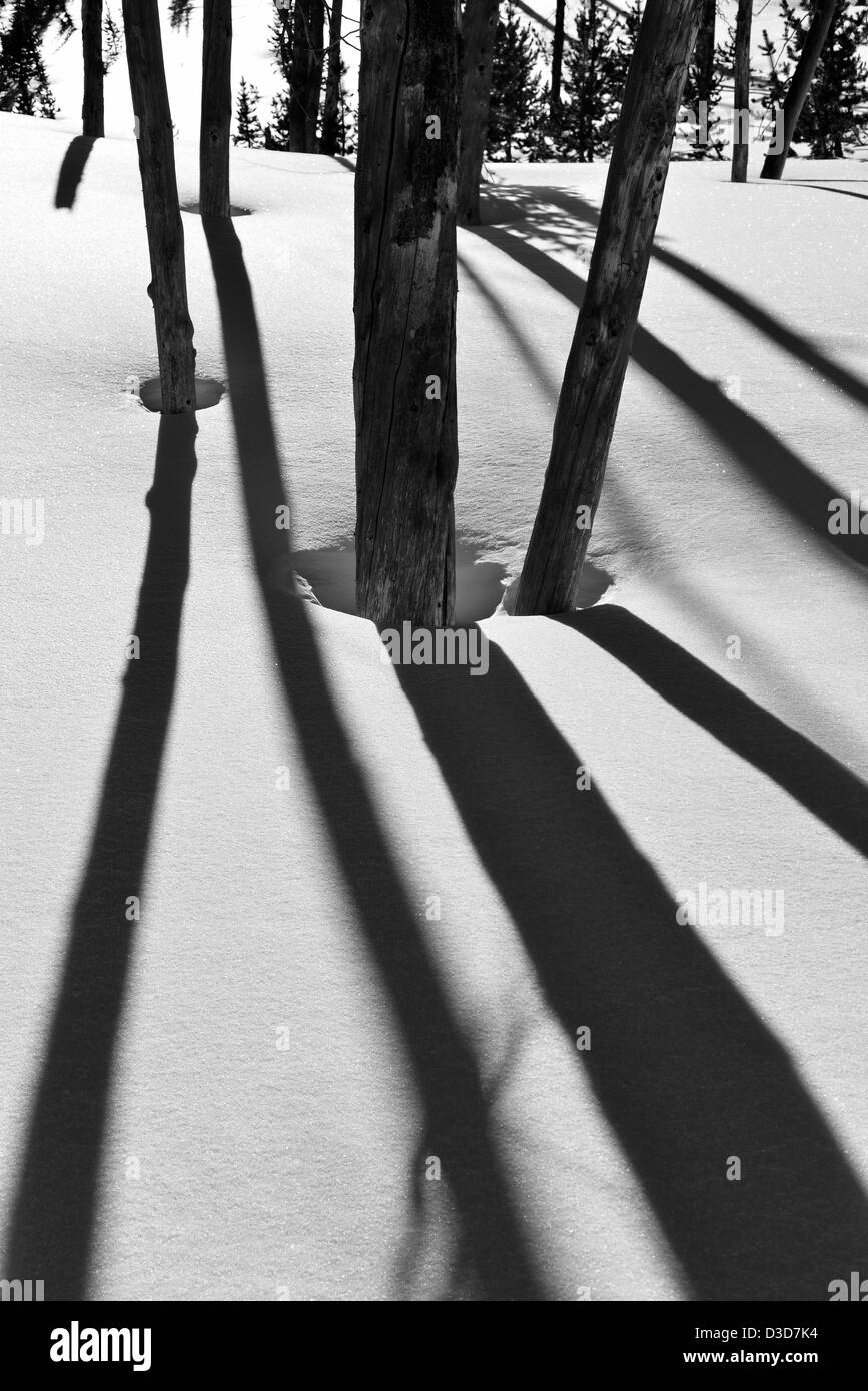 Shadows cast by trees hi-res stock photography and images - Alamy