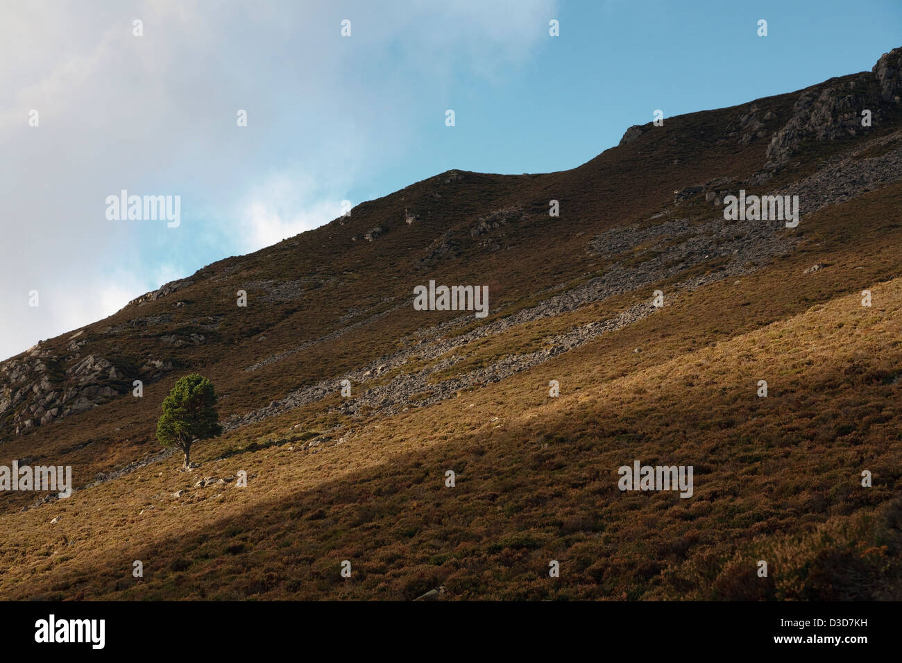 A single tree on a hillside in Glen Muick, on the Balmoral Estate in ...