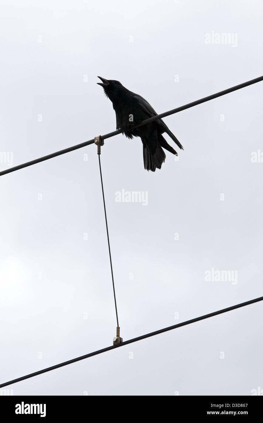 Frankfurt am Main, Germany, Crow sitting on the top line of the tramway ...