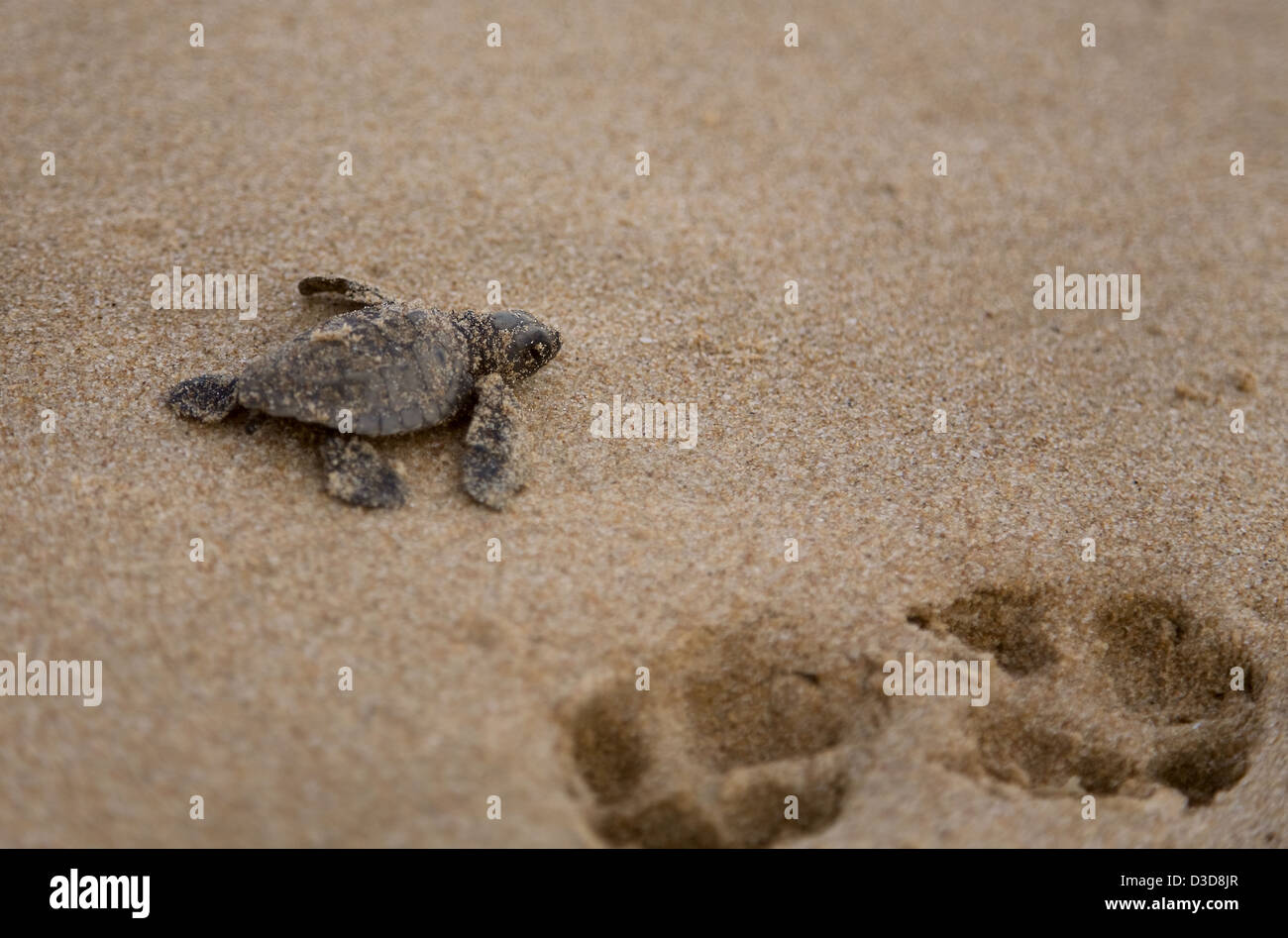 Baby black sea turtle hi-res stock photography and images - Alamy