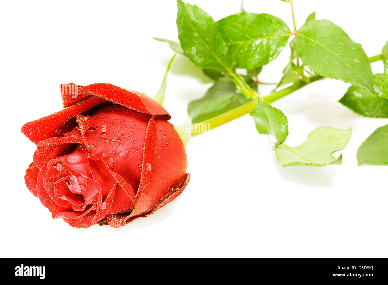 Red rose, isolated on white background Stock Photo - Alamy